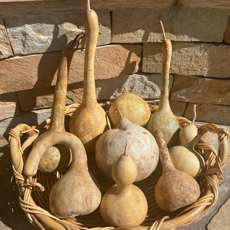 Dried Gourds - Etsy