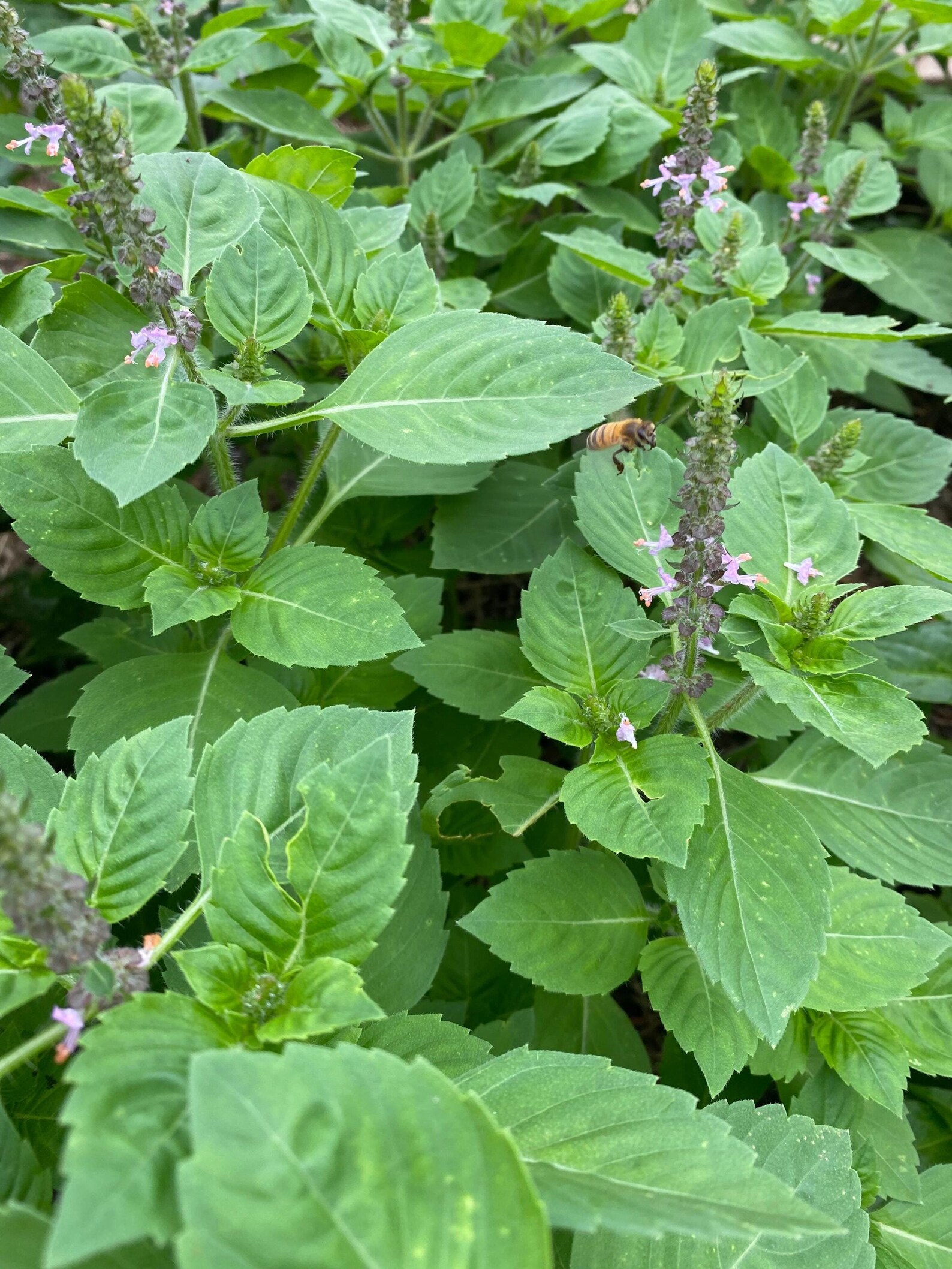 Holy Basil (tulsi) 50 Seeds - Etsy