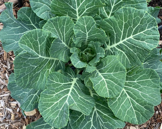 Georgia Creole Collards 50 Seeds - Etsy