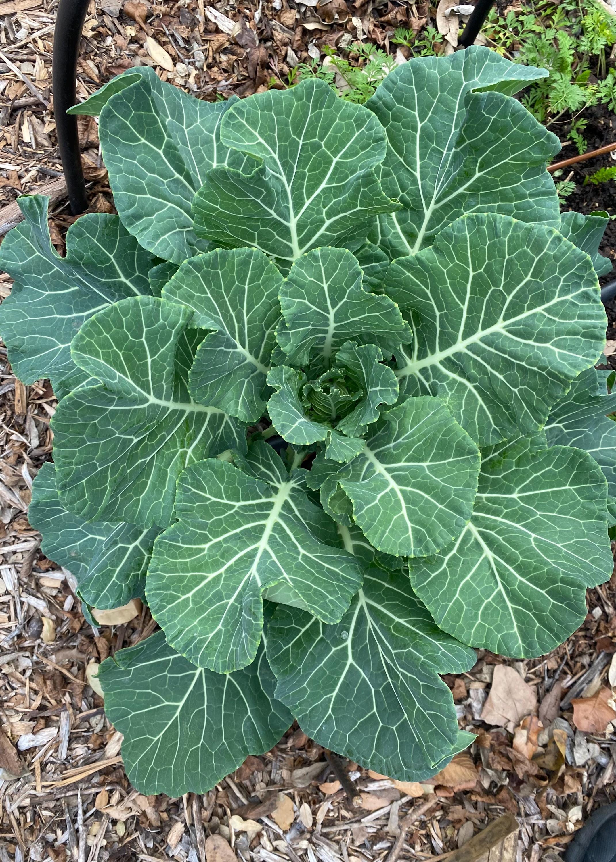 Georgia Creole Collards 50+ Seeds - Etsy