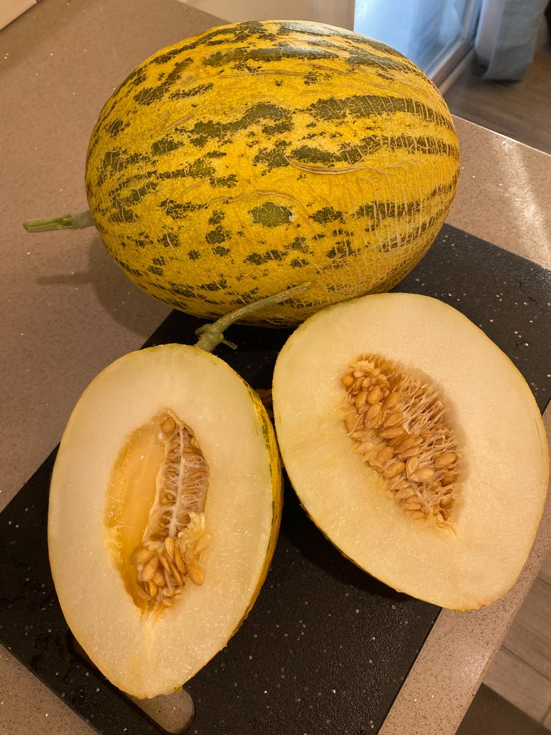 Obi Novot Melon 15+ Seeds - Etsy