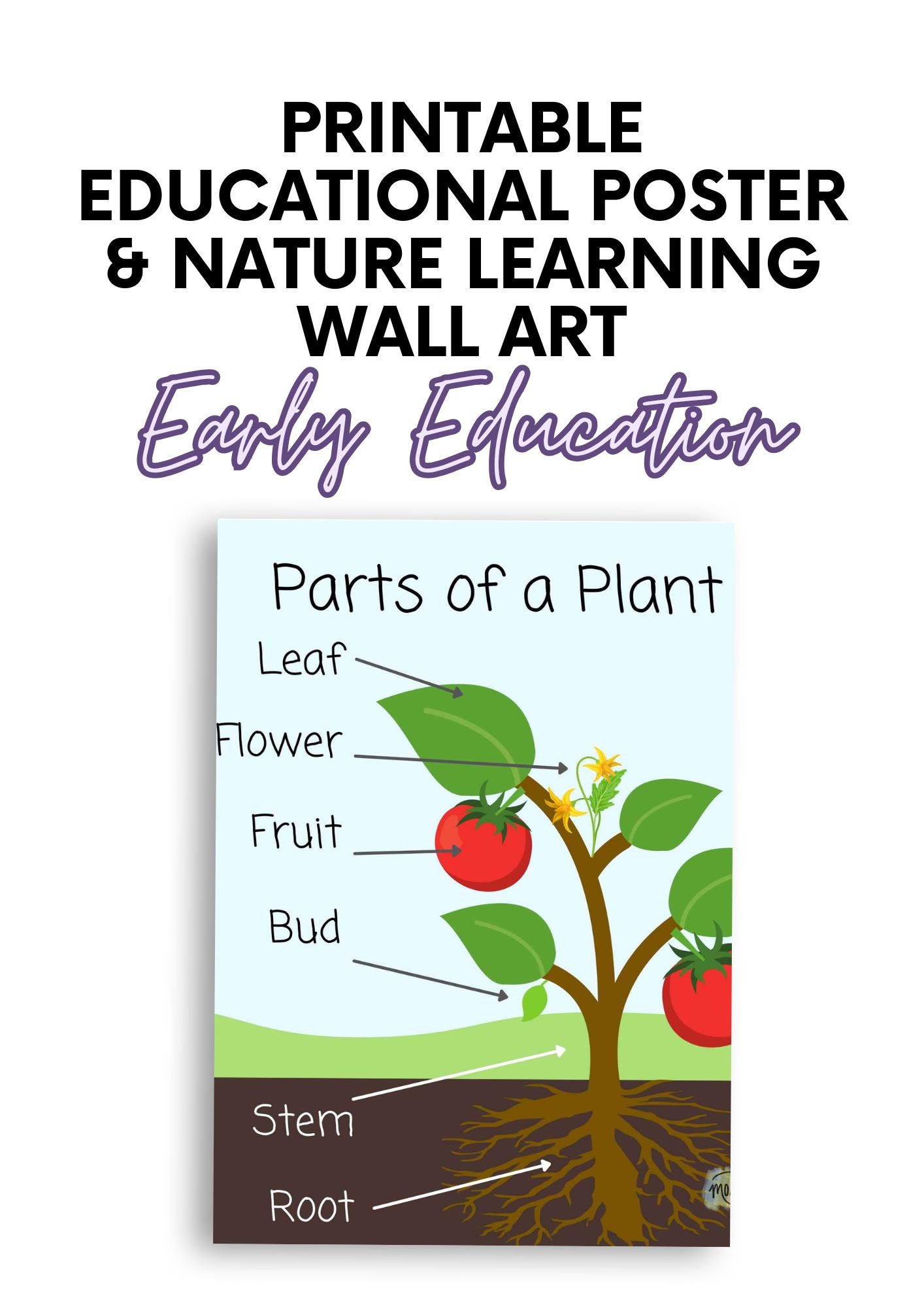 Parts of a Plant Poster | Printable Science Learning Chart for Kids ...