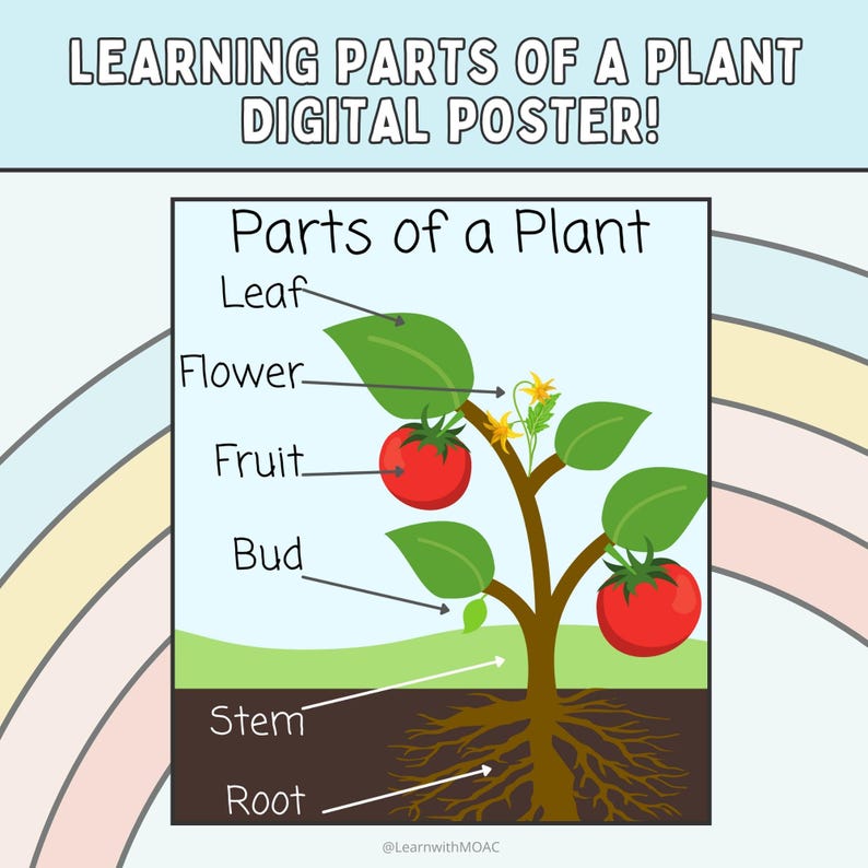 Parts of a Plant Poster | Printable Science Learning Chart for Kids ...