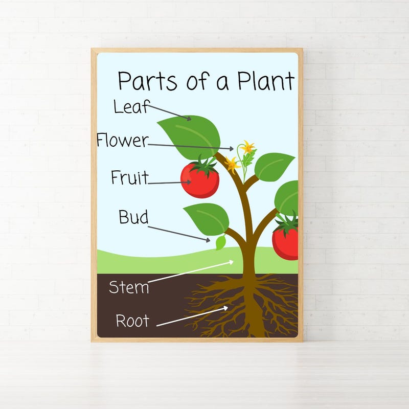 Plant Poster - Etsy