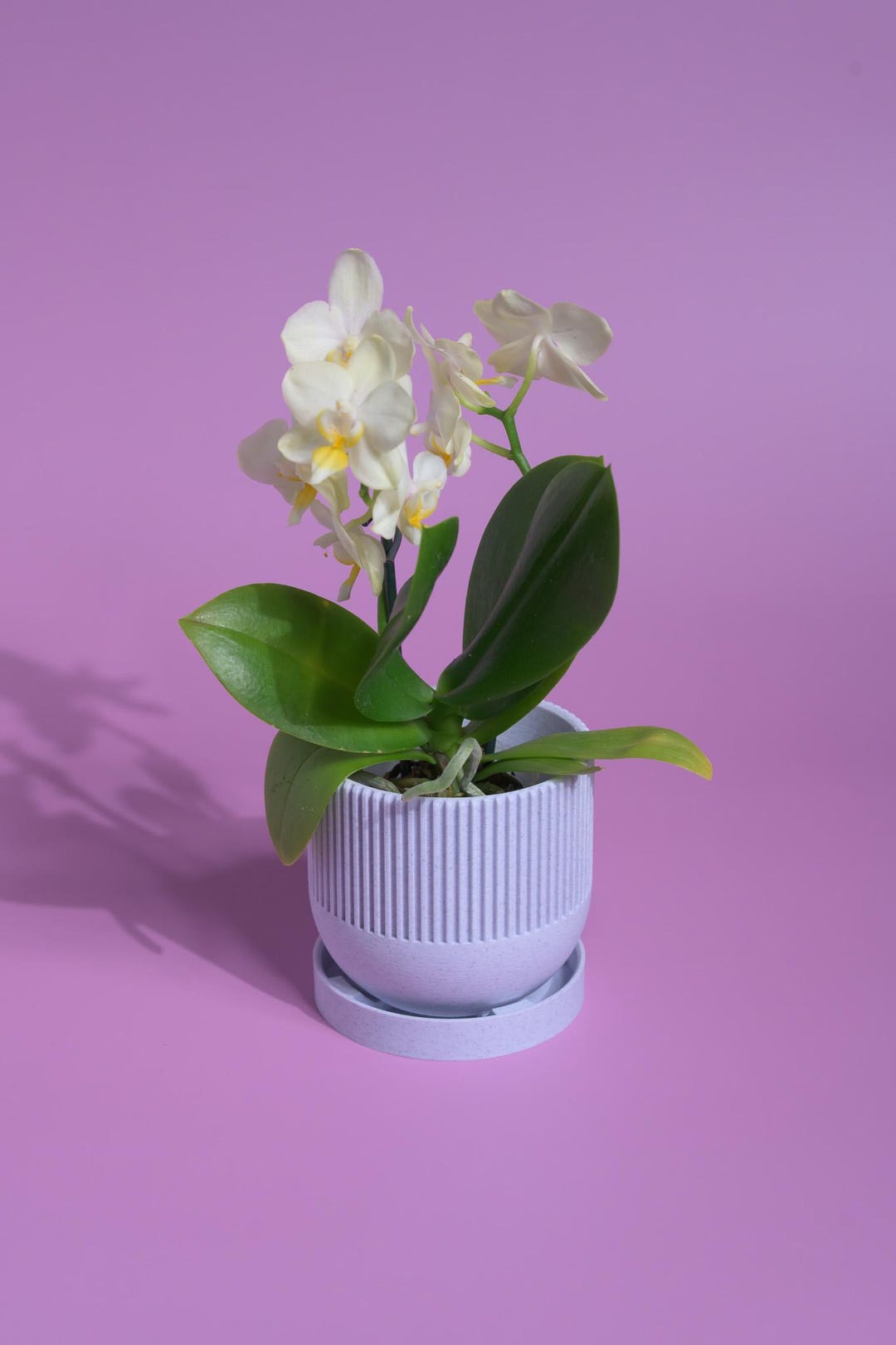 Mid-century Modern Plant Pot: 3d-printed PLA+ With Drip Saucer - Etsy