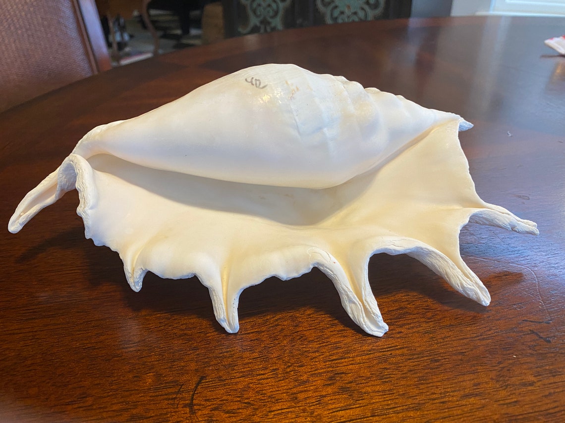 Conch Shell Seba Spider Seashell Lambis Truncata Spike | Etsy