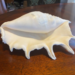 Conch Shell Seba Spider Seashell Lambis Truncata Spike - Etsy
