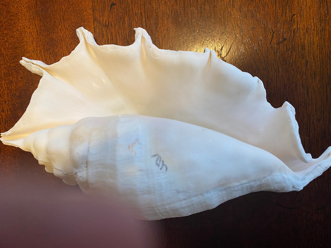 Conch Shell Seba Spider Seashell Lambis Truncata Spike | Etsy