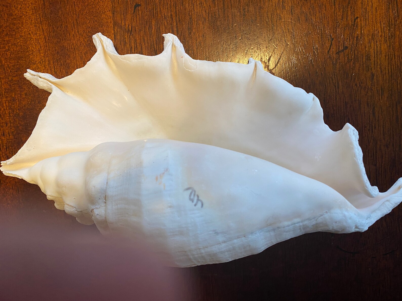 Conch Shell Seba Spider Seashell Lambis Truncata Spike | Etsy