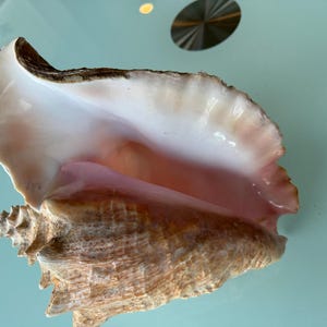 Huge Conch Shell QUEEN Strombus Gigas PINK Seashell 8.5 Wide X 11 Long ...