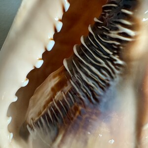 Huge Beautiful Shell, Seashell Large Size From Collection Rare and ...