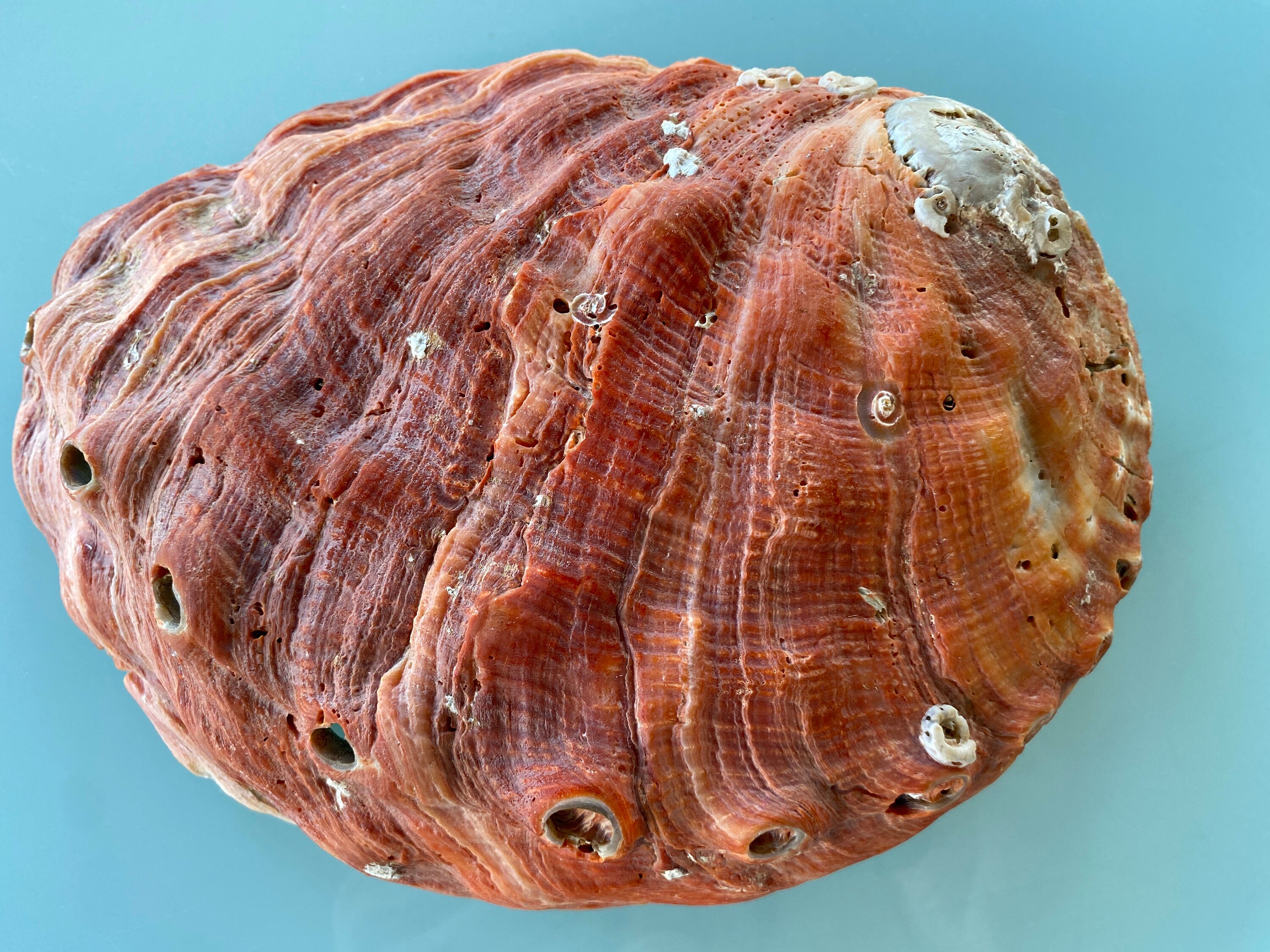 Red Abalone Shell