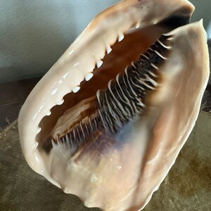 Huge Beautiful Shell, Seashell Large Size From Collection Rare and ...