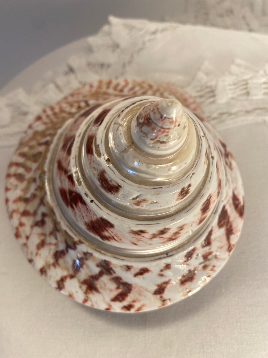 Sea Shell Pleurotomaria Rumphii Gem- FANTASTIC White Screw Shell - Etsy