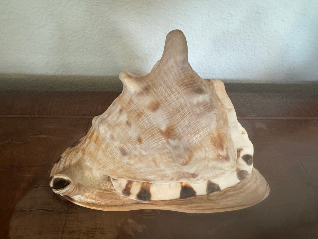 SEASHELL E Cassis Cornuta Shell, Ocean Shell, Amazing Shell, Sea Shell ...