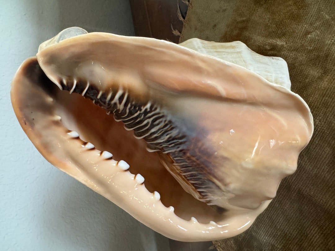 Huge Beautiful Shell, Seashell Large Size From Collection Rare and ...