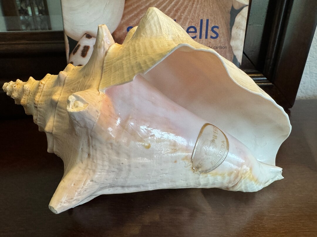 KEY WEST Florida Conch Shell Pastel Pink Inside Nice Condition Vintage ...