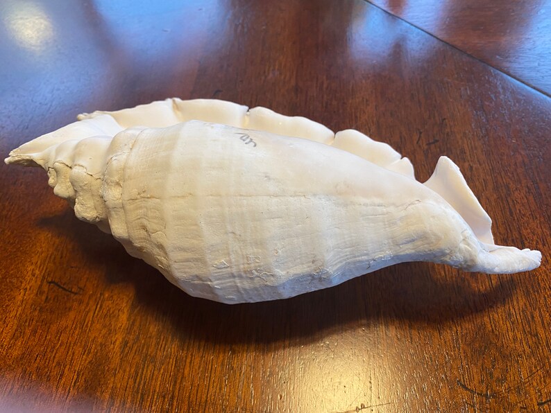 Conch Shell Seba Spider Seashell Lambis Truncata Spike - Etsy
