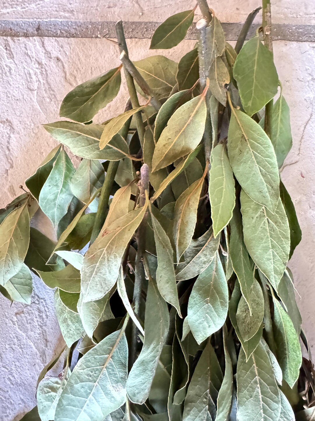 Freshly Dried BAY LEAF 12 STEMS 26" Long, Organic, Cut 1/5/26, Loaded W ...