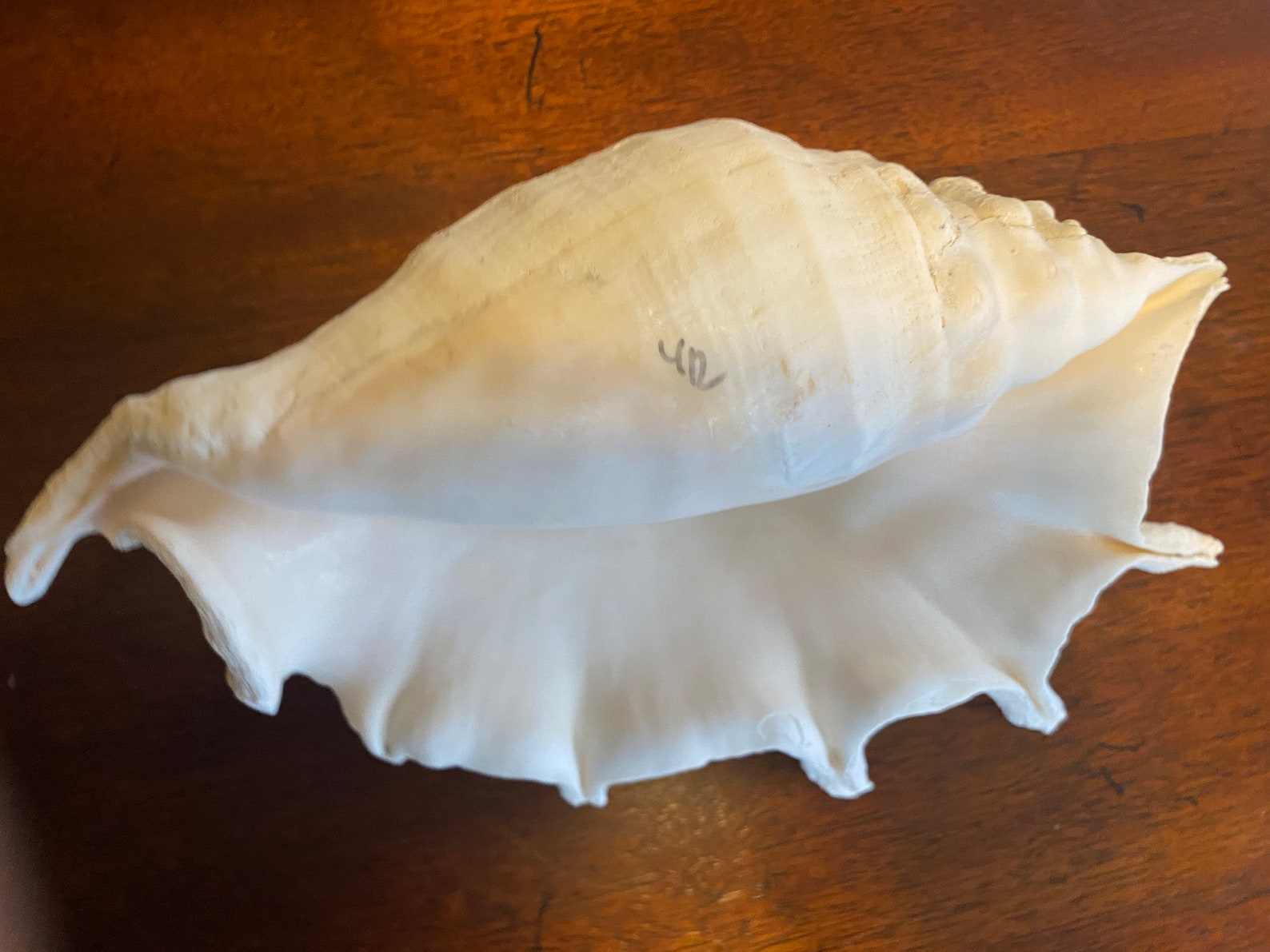 Conch Shell Seba Spider Seashell Lambis Truncata Spike | Etsy