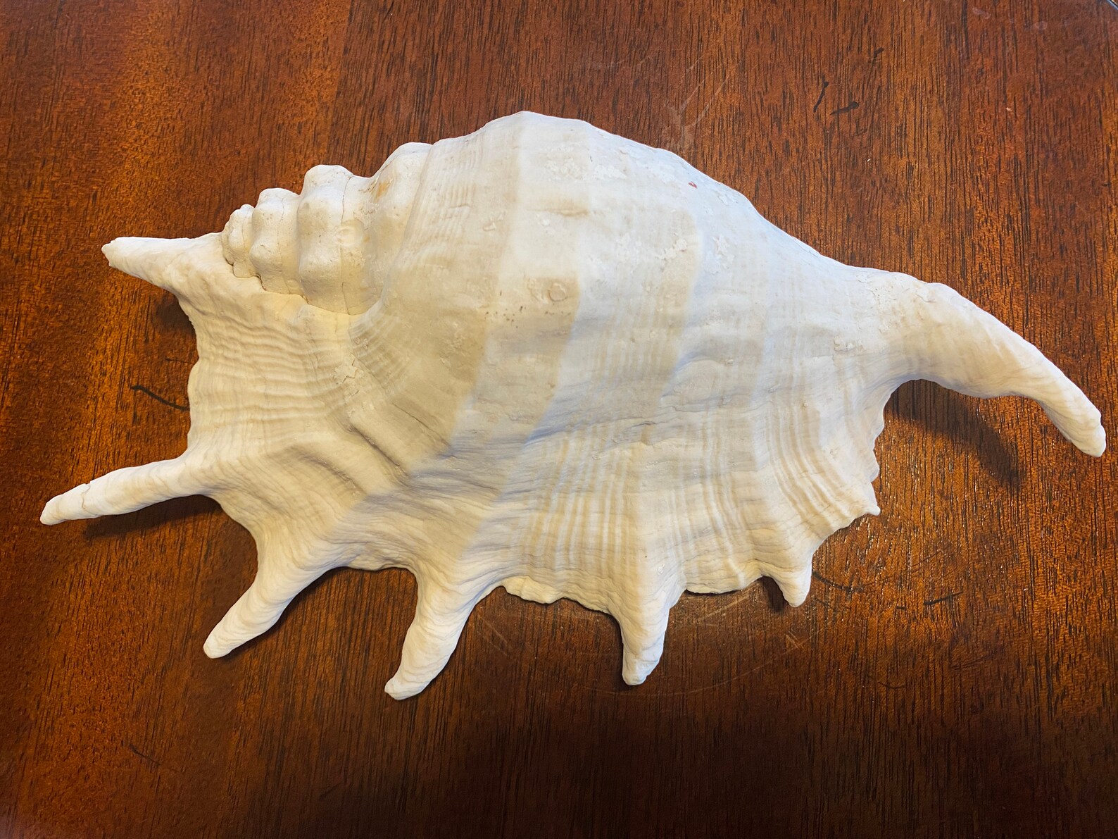 Conch Shell Seba Spider Seashell Lambis Truncata Spike - Etsy