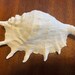 Conch Shell Seba Spider Seashell Lambis Truncata Spike - Etsy