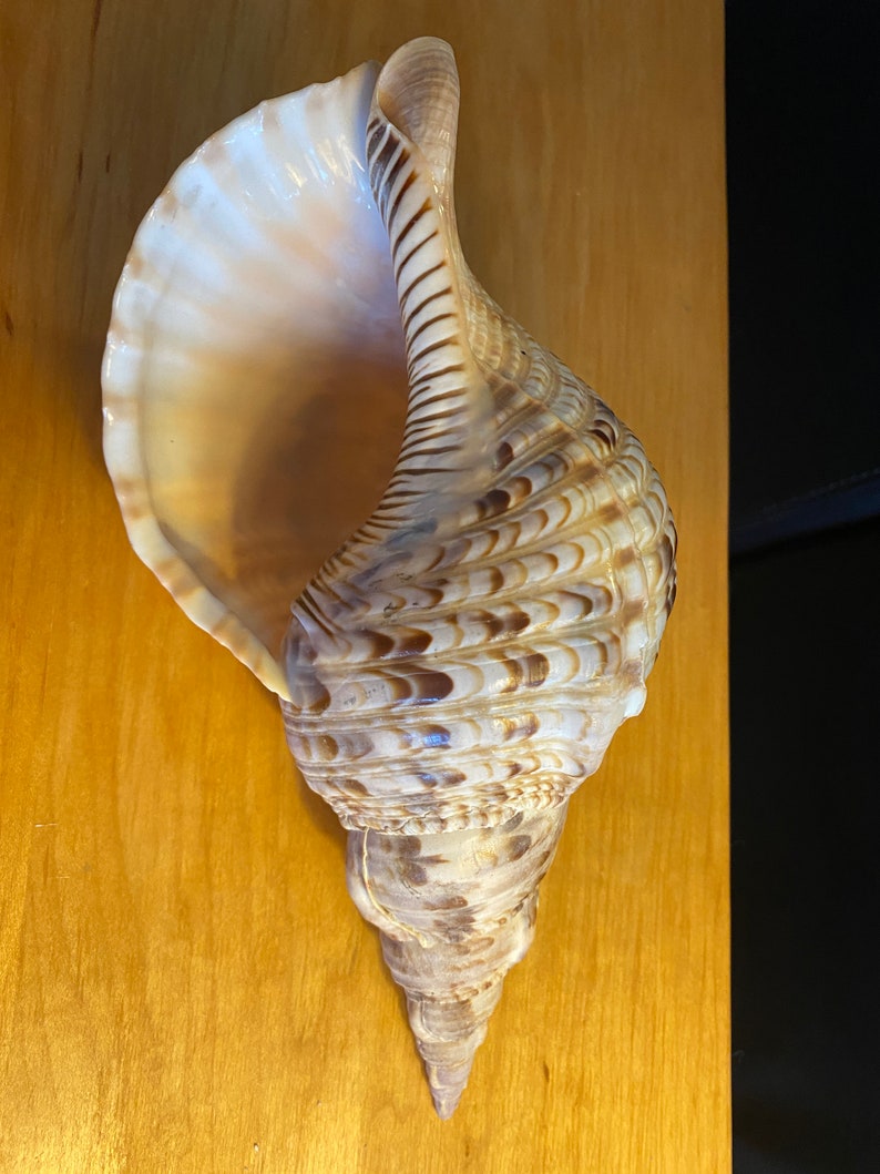 Horned Auger Conch Shell Extra Large RARE 11 Variegated - Etsy
