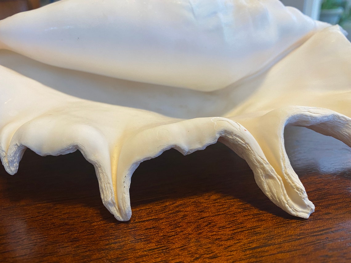 Conch Shell Seba Spider Seashell Lambis Truncata Spike | Etsy