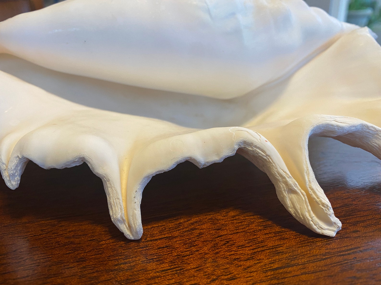 Conch Shell Seba Spider Seashell Lambis Truncata Spike | Etsy