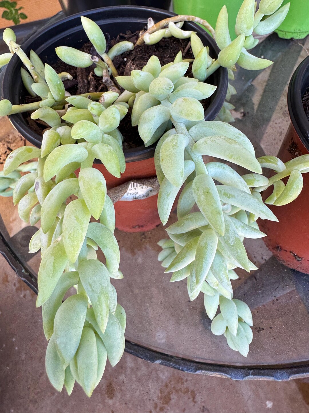 Burro Donkey Tails 3 per Pot 4" Pot, Well Rooted, Easy to Maintain ...