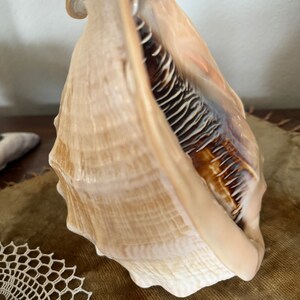 Huge Beautiful Shell, Seashell Large Size From Collection Rare and ...