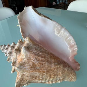 Huge Conch Shell QUEEN Strombus Gigas PINK Seashell 8.5 Wide X 11 Long ...