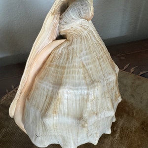 Huge Beautiful Shell, Seashell Large Size From Collection Rare and ...