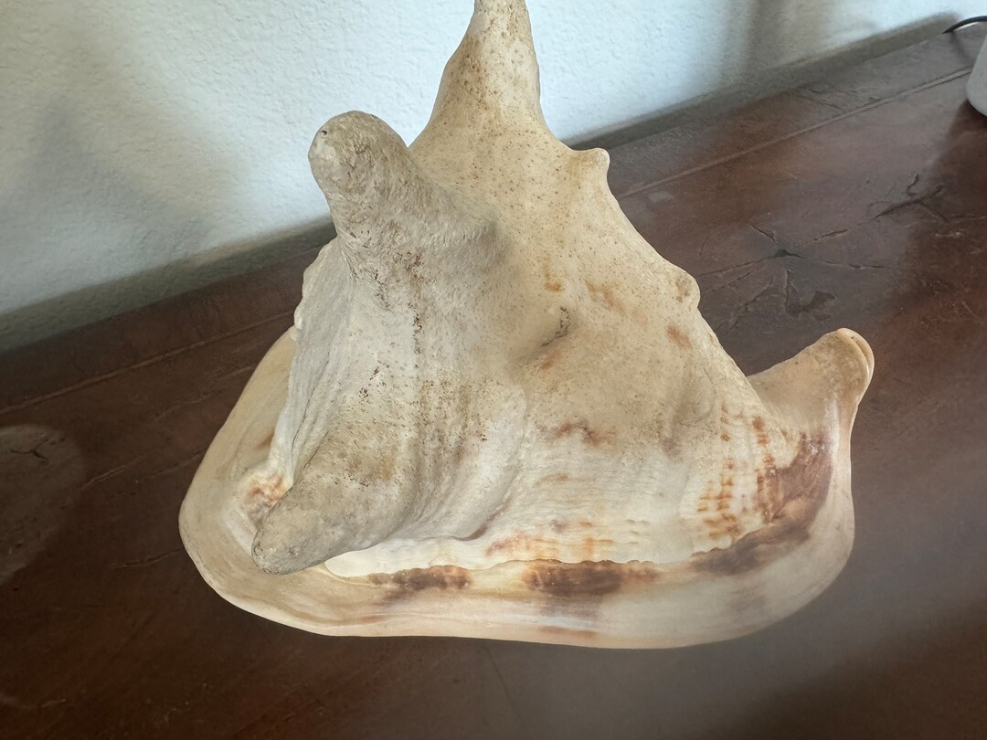 Huge Conch Shell QUEEN Strombus Gigas Peach & Ivory Seashell RARE Ocean ...