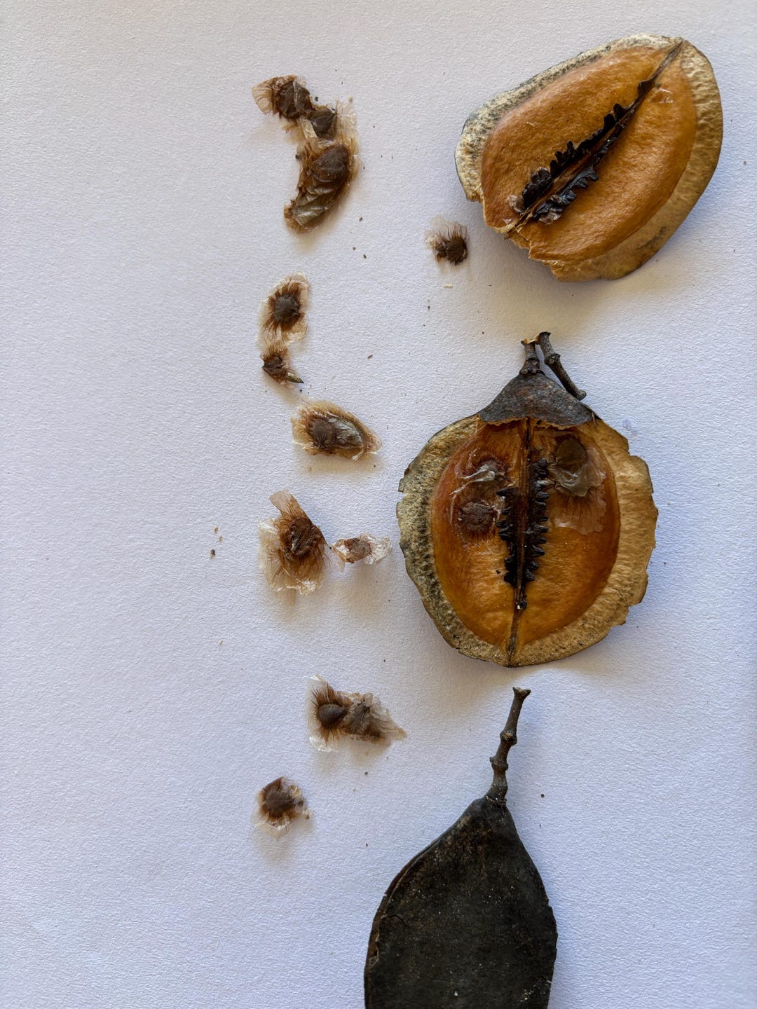 Jacaranda Pods 3 Pod Bundles - Etsy