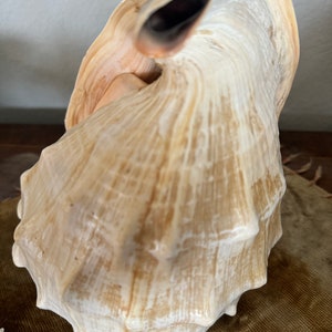 Huge Beautiful Shell, Seashell Large Size From Collection Rare and ...