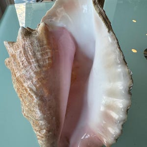 Huge Conch Shell QUEEN Strombus Gigas PINK Seashell 8.5 Wide X 11 Long ...