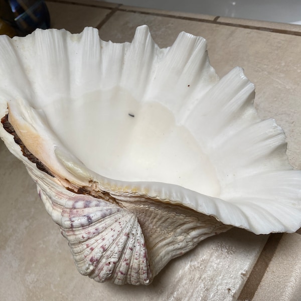 Giant Clam Shell - Etsy