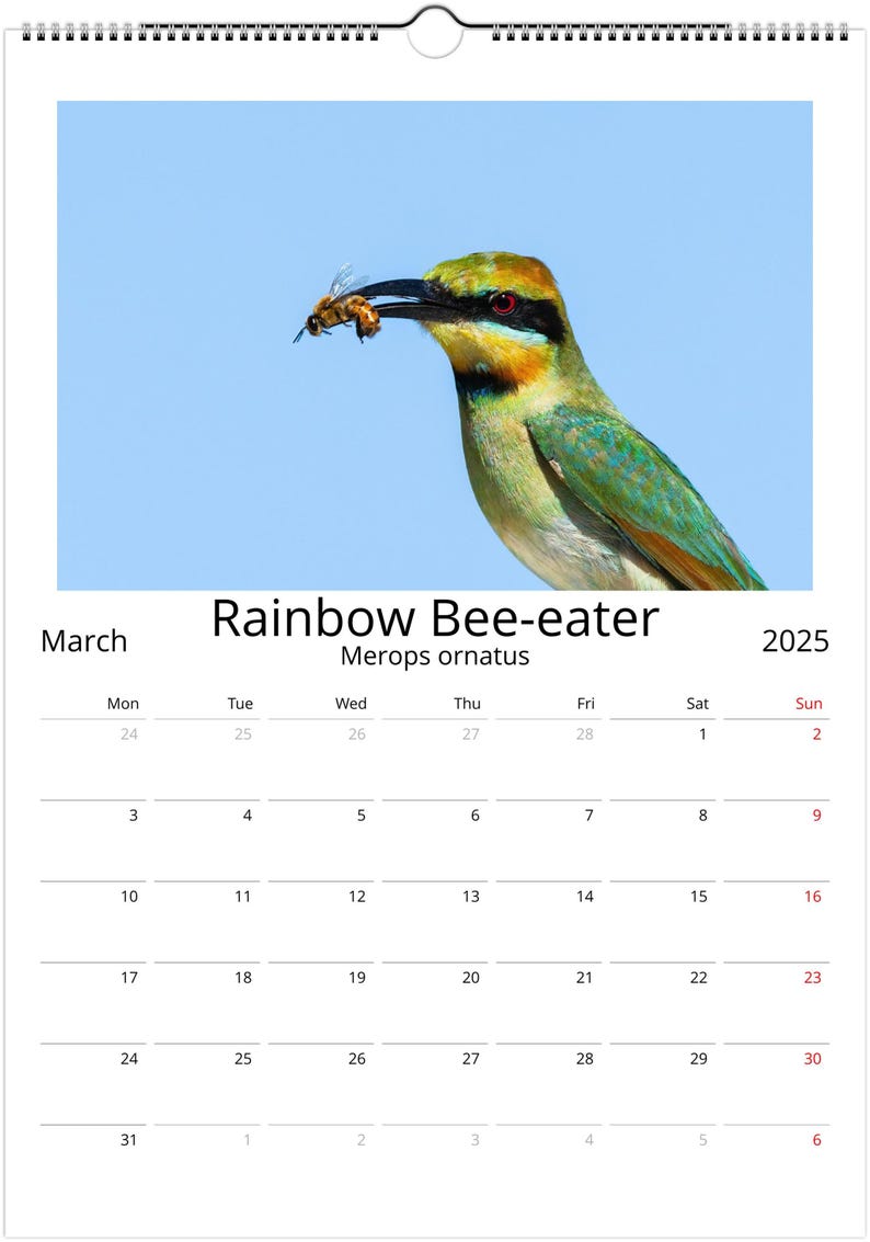 Australian Bird Calendar 2025 Version 1 - Etsy