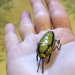 Green Beetles as Seen in Better Homes and Gardens October 2019 THREE ...