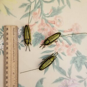 Green Beetles as Seen in Better Homes and Gardens October 2019 THREE ...