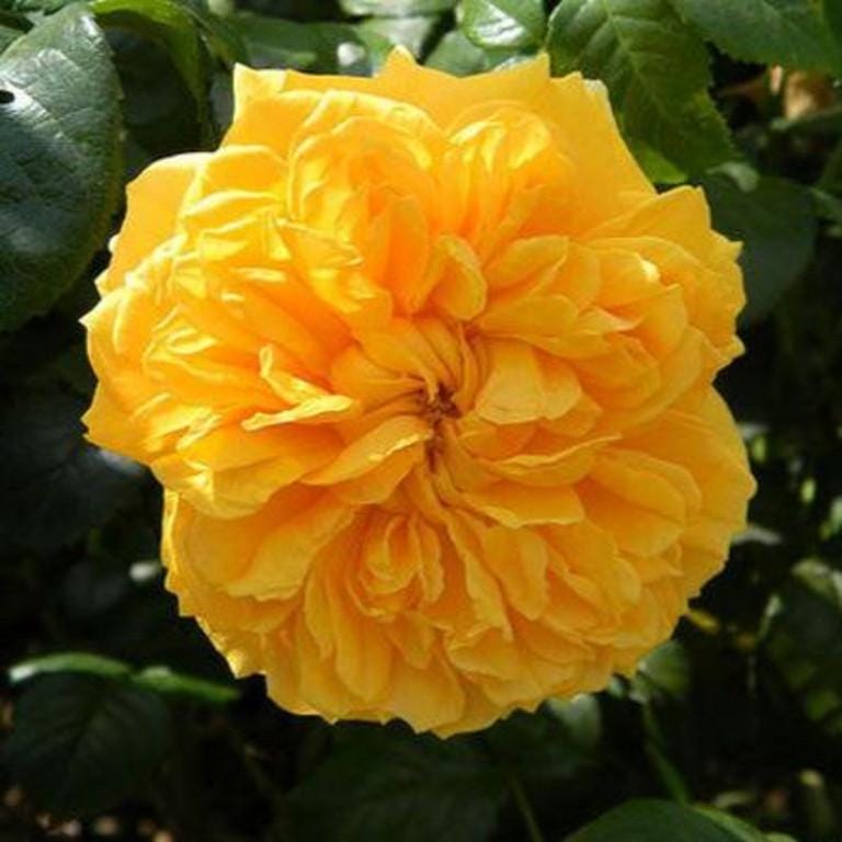 Leah Tutu Tree Rose 利亚图图 树玫瑰 12" Tall - Etsy
