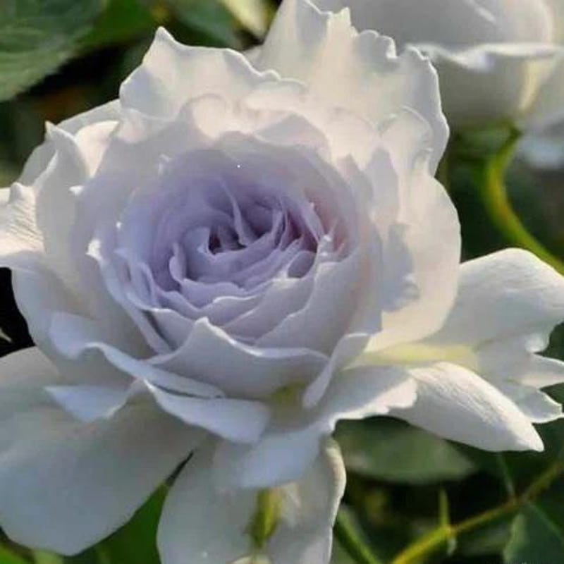 Gabriel and the Gardens - Etsy