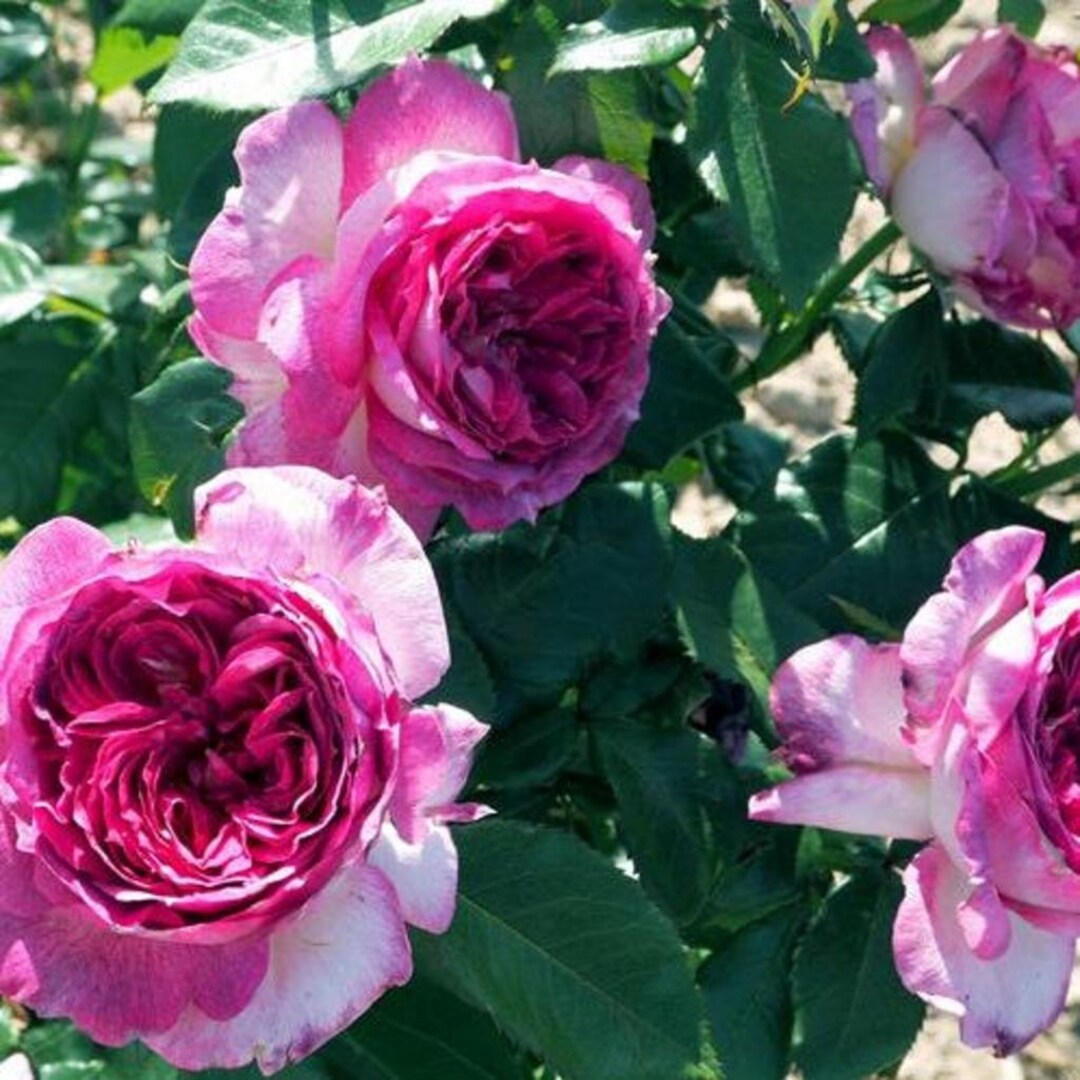 Blueberry Cake Tree Rose 篮梅蛋糕 树玫瑰, 18" Tall - Etsy