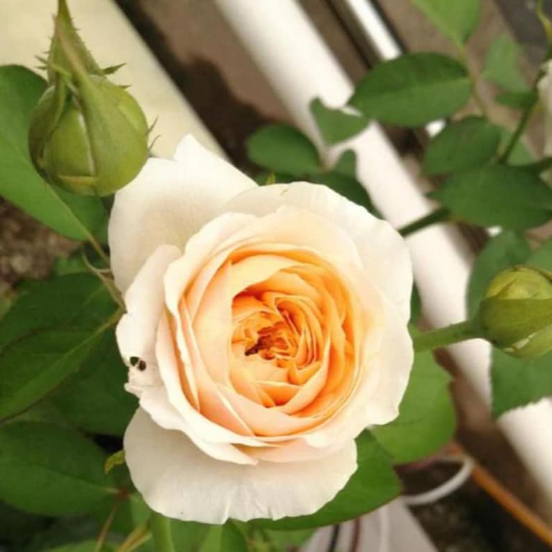 Ausjameson Tree Rose 朱利 树玫瑰, ~20" Tall - Etsy