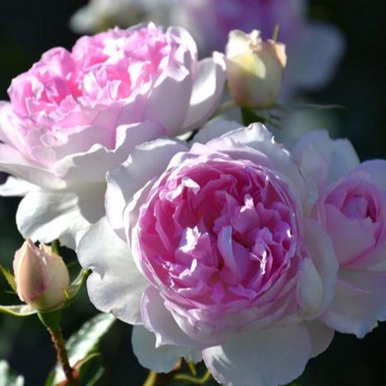 Martha Tree Rose 日本玛莎 树玫瑰 japan 20 Tall - Etsy