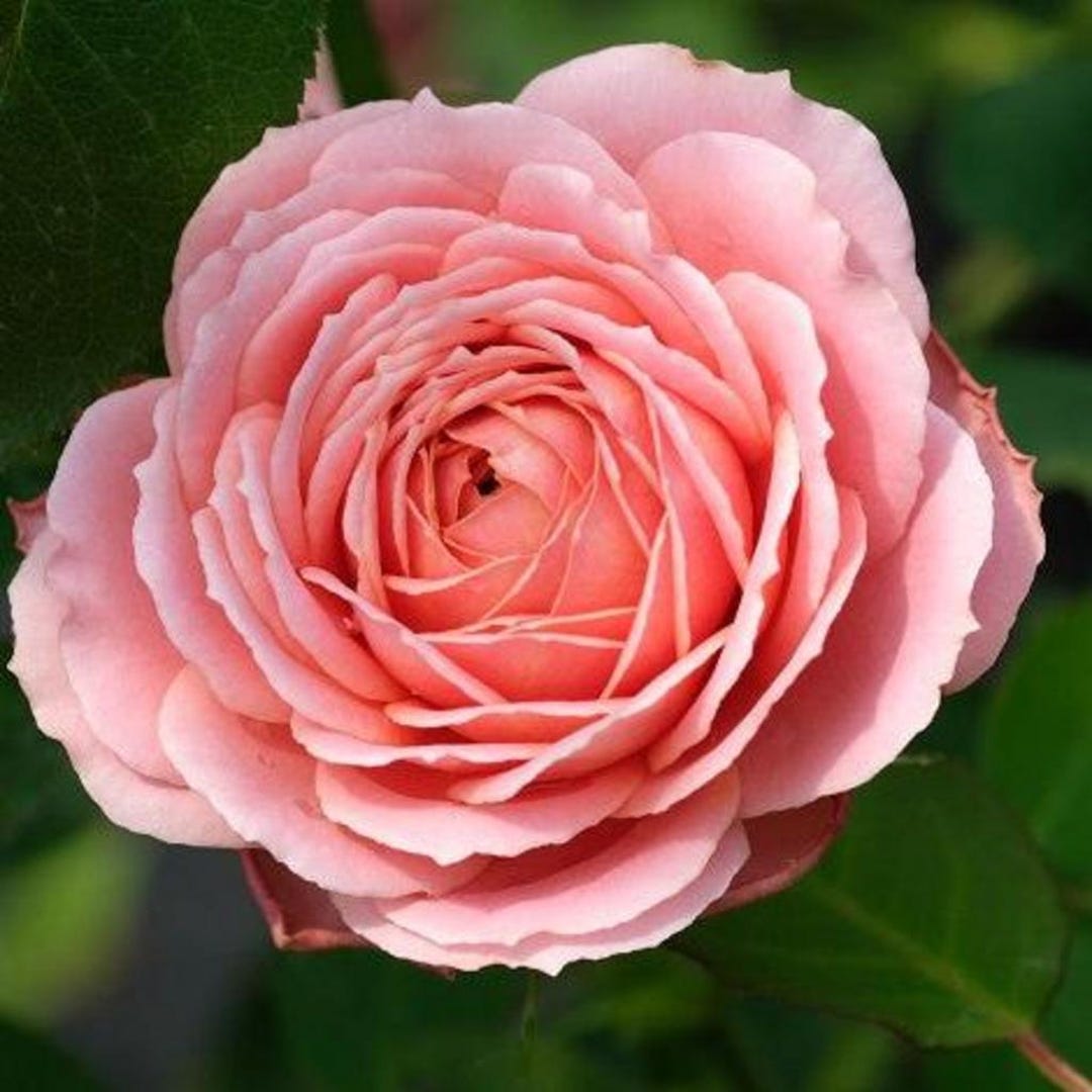 Romantic Antike Tree Rose 浪漫古董 树玫瑰 (germany) 20" Tall - Etsy