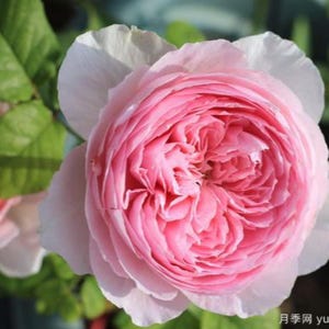 Jade Ringing 玉环鸣 (china 天狼), 1 Gallon - Etsy