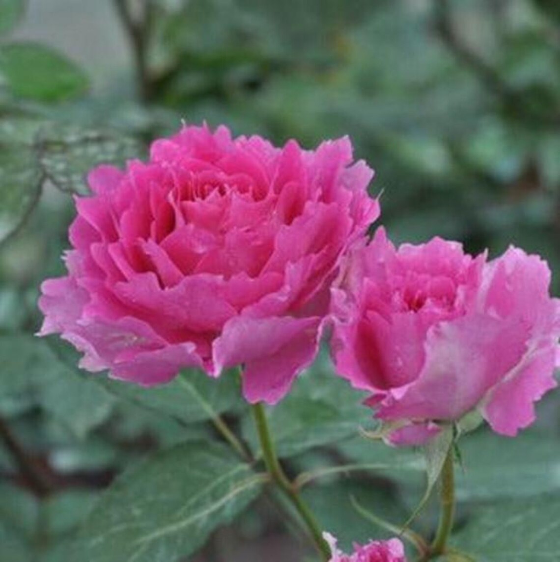 Sheherazad Tree Rose 天方夜谭 树玫瑰 japan 14 Tall - Etsy