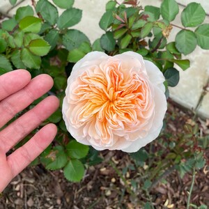 Ausjameson Tree Rose 朱利 树玫瑰, ~20" Tall - Etsy